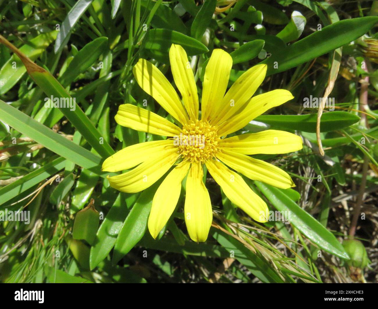 Greenleaf Trailing Gazania (Gazania rigens uniflora) Coney Glen Stock ...
