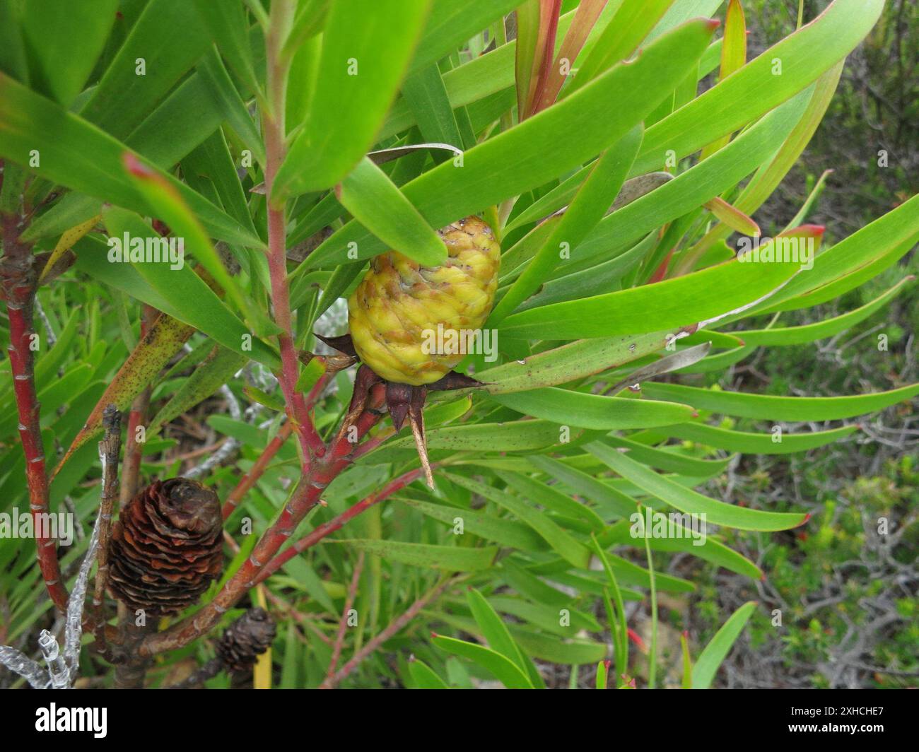 Gumleaf Conebush (Leucadendron eucalyptifolium) Kranshoek on the cliff ...