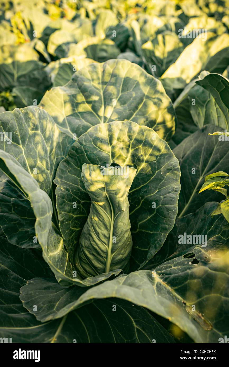 Cabbage field in a sunset light. Beautiful vivid agriculture field in ...