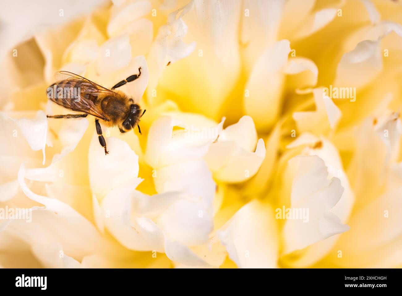 Honey Bee on bright White Yellow Peony Flower, Close Up of bee at work polinating the flower ...