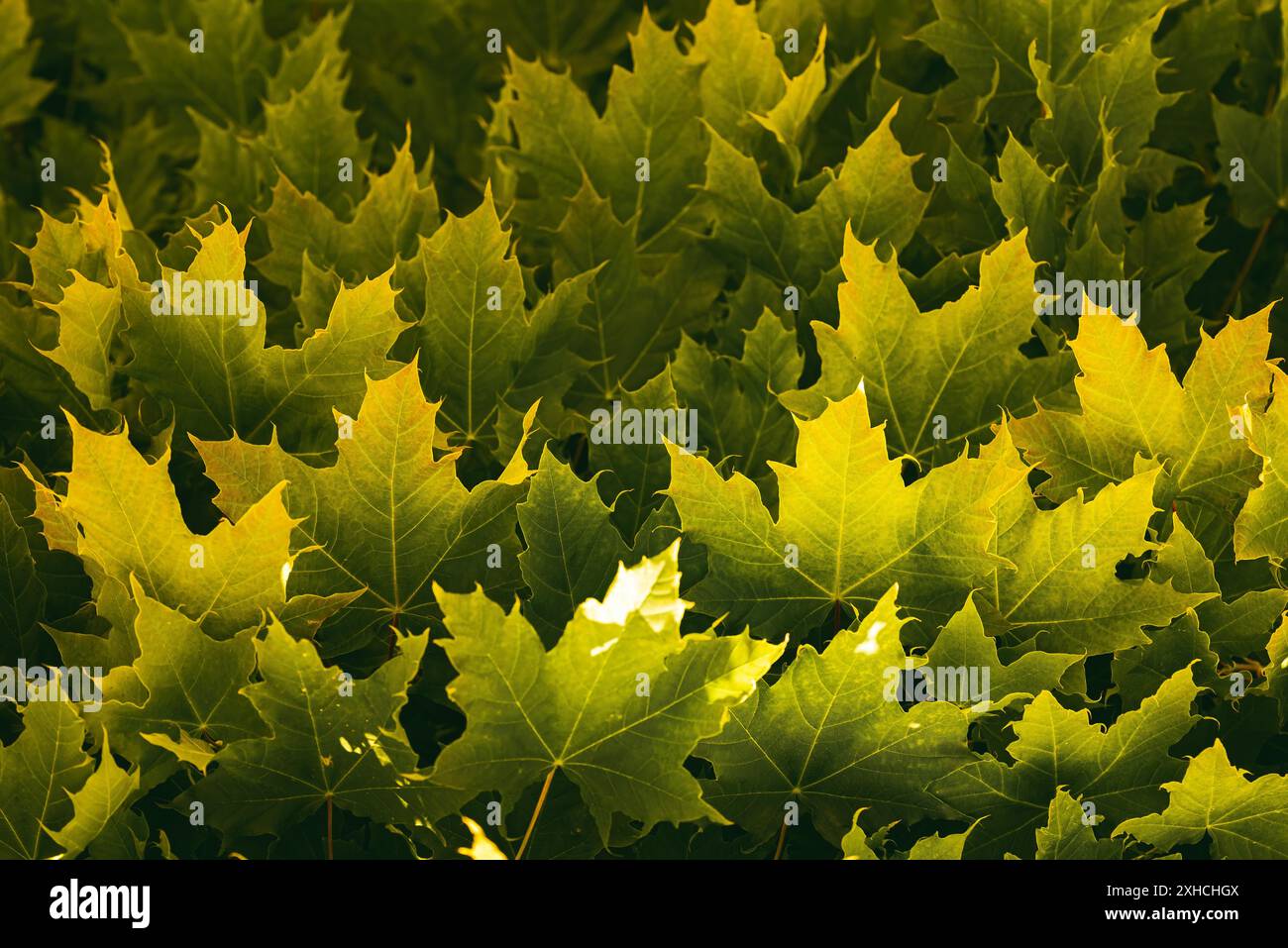 Green background of maple leaves ona tree. Beautiful natural light and ...