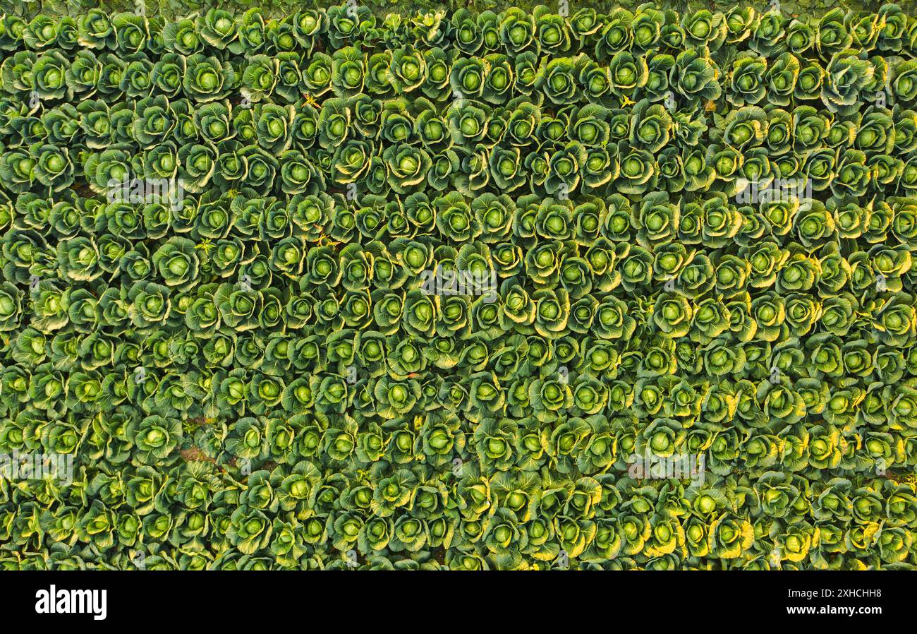 Sunset over a field of cabbage aerial view from above. Agriculture ...
