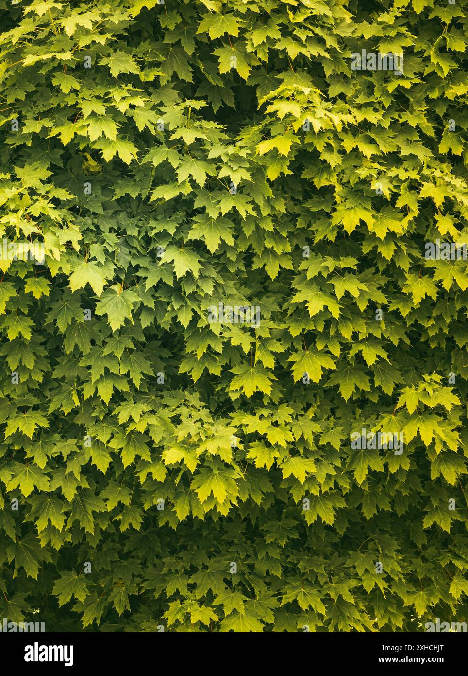 Green background of maple leaves ona tree. Beautiful natural light and ...