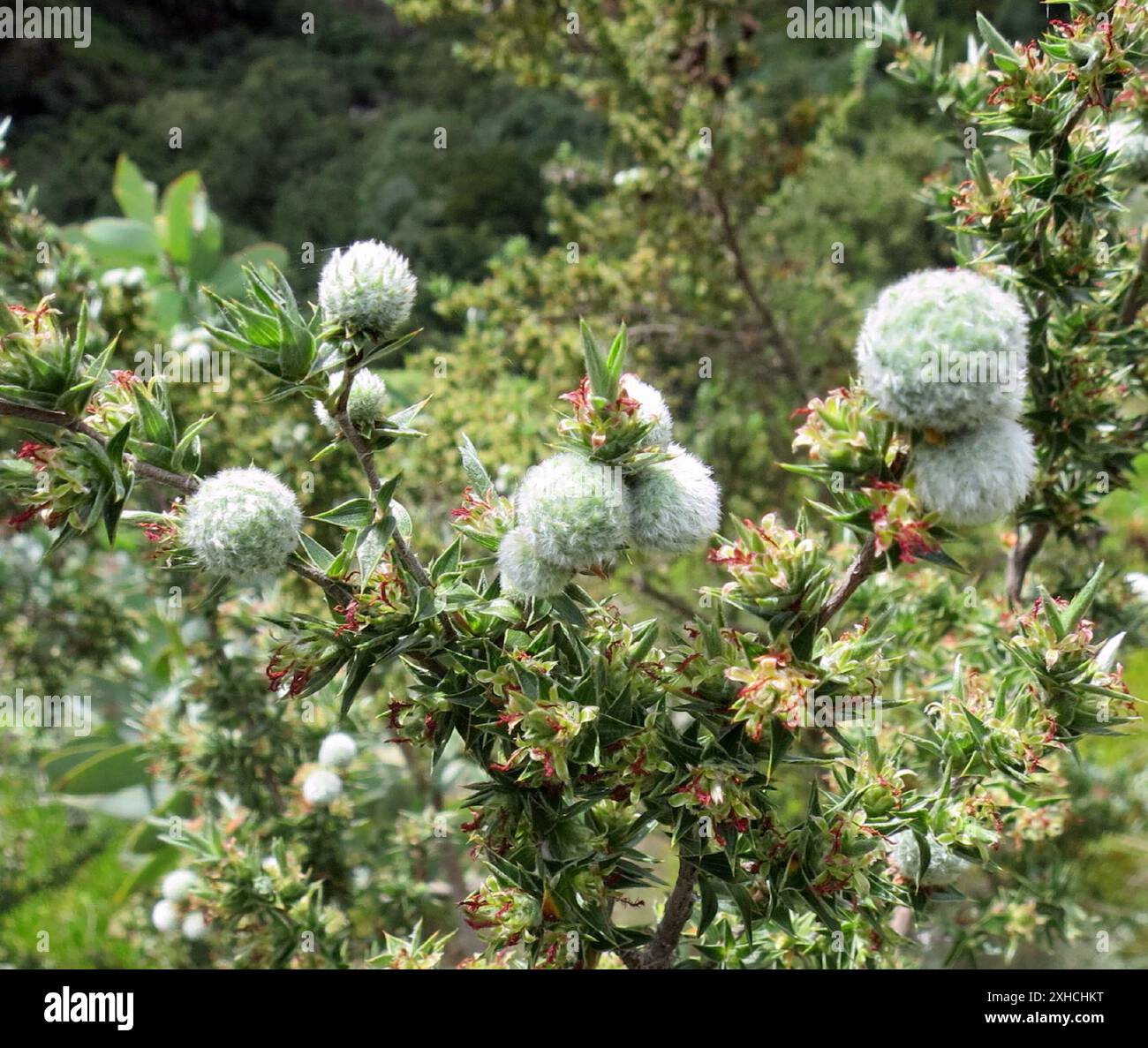 Klein drakenstein hi-res stock photography and images - Alamy