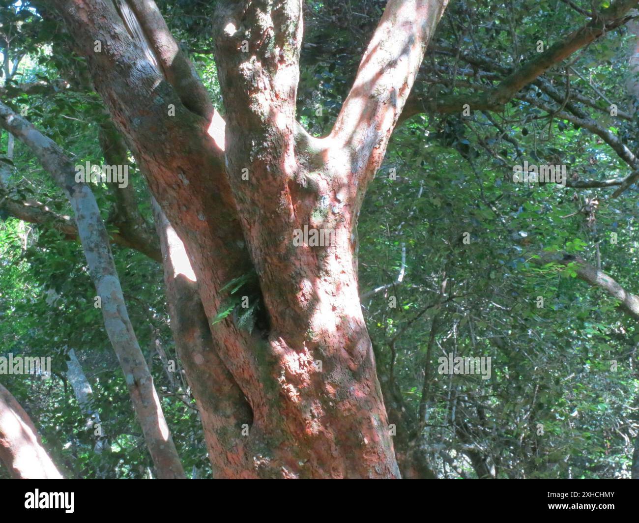 Forest spoonwood (Cassine peragua peragua) Strawberry Hill Fern Trail ...