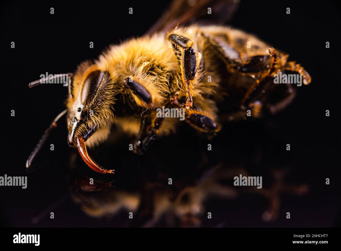 Closeup of dead honey bee isolated on black background. Be extinction ...