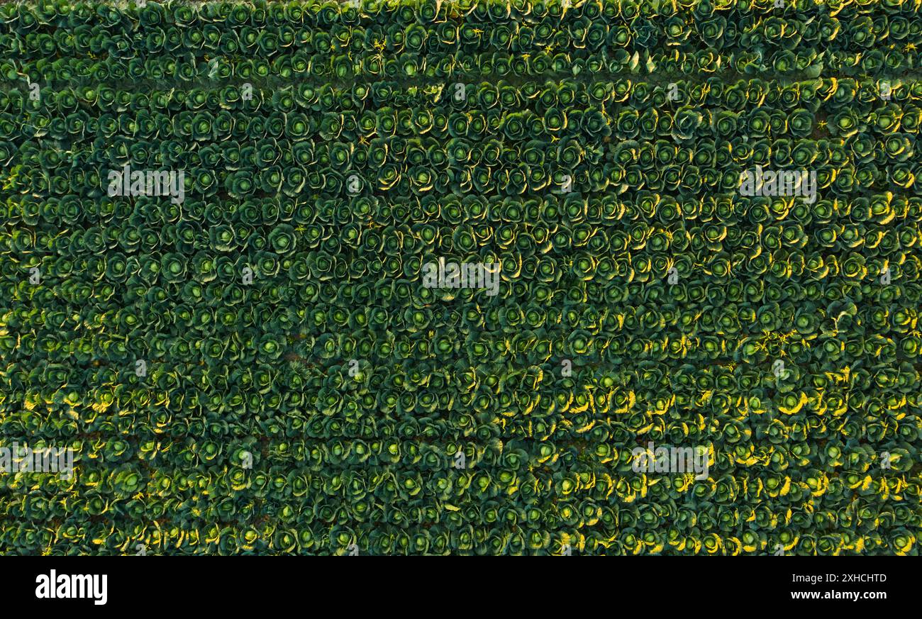Aerial view at rows of cabbage in sunset light. Agriculture theme Stock ...