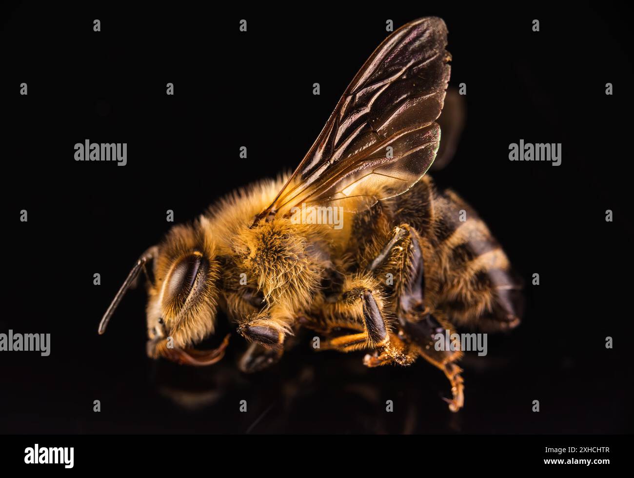 Closeup of dead honey bee on black background. Importance of bees for ...