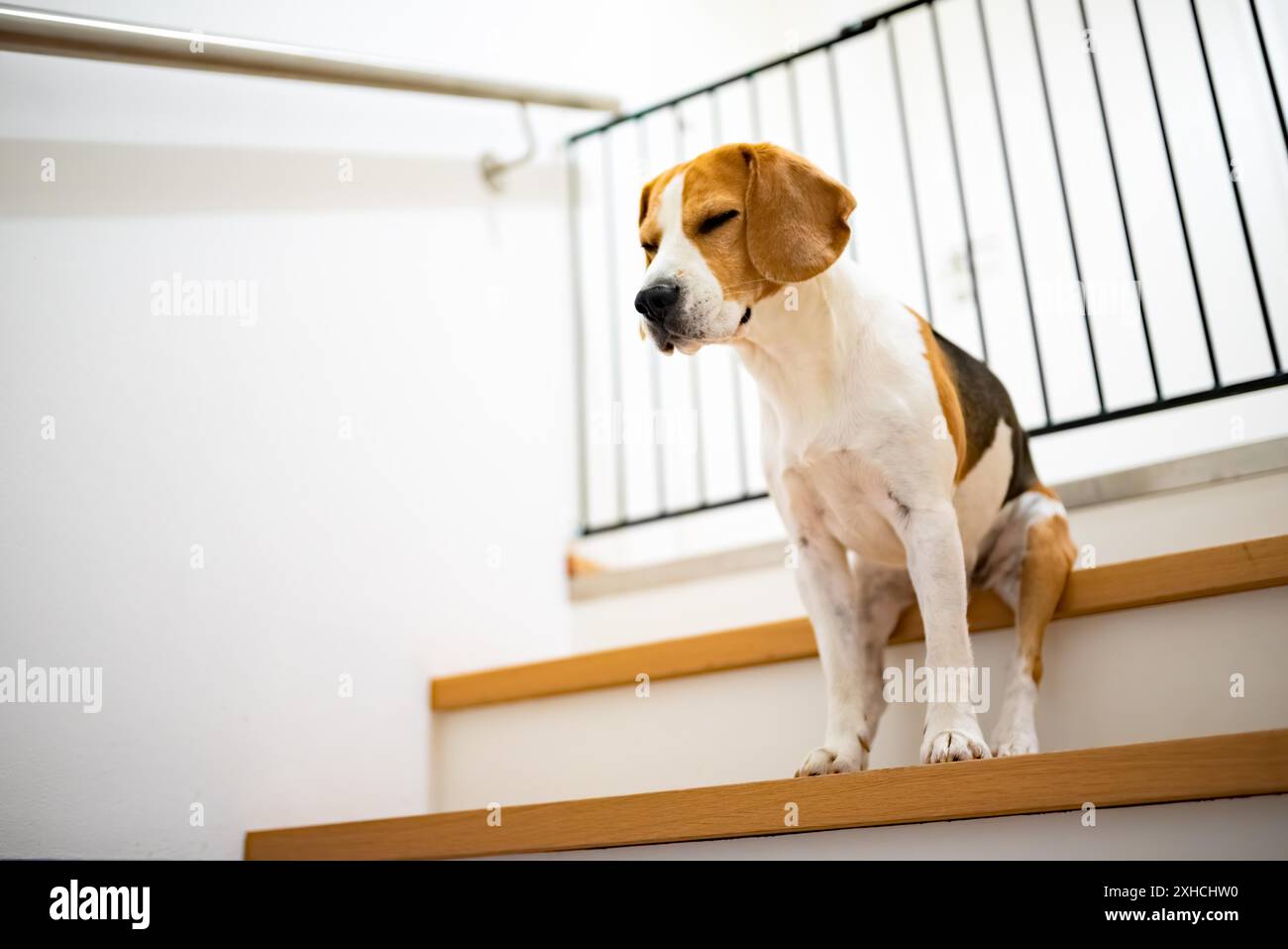 Sad beagle dog sitting on stairs, Way to bedroom blocked with barrier ...
