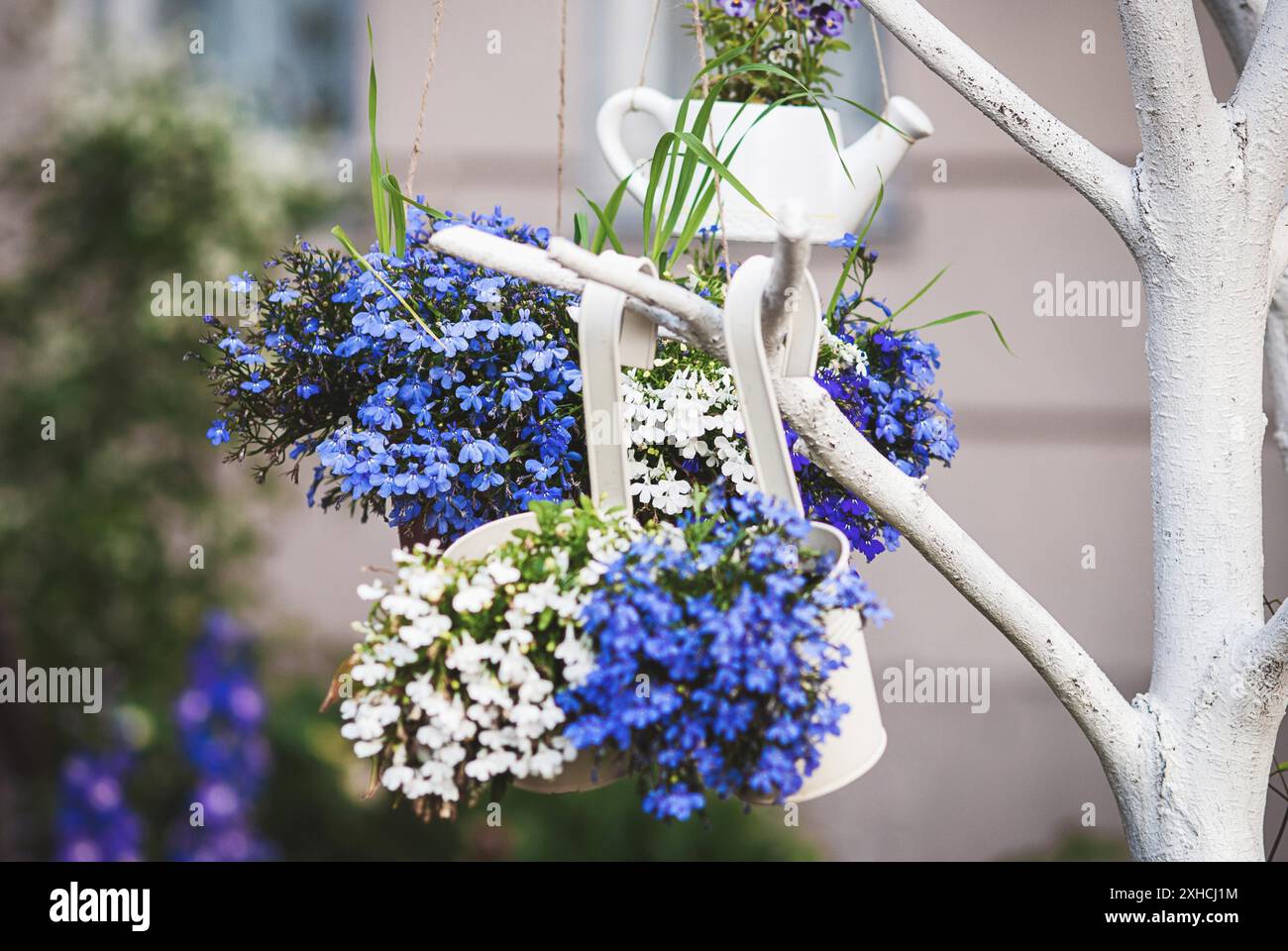 Blue white lobelia flowers in plant hangers growing outdoors, hanging ...