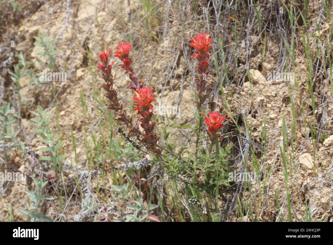 Paintbrushes (Castilleja) Calistoga, California, United States Stock ...