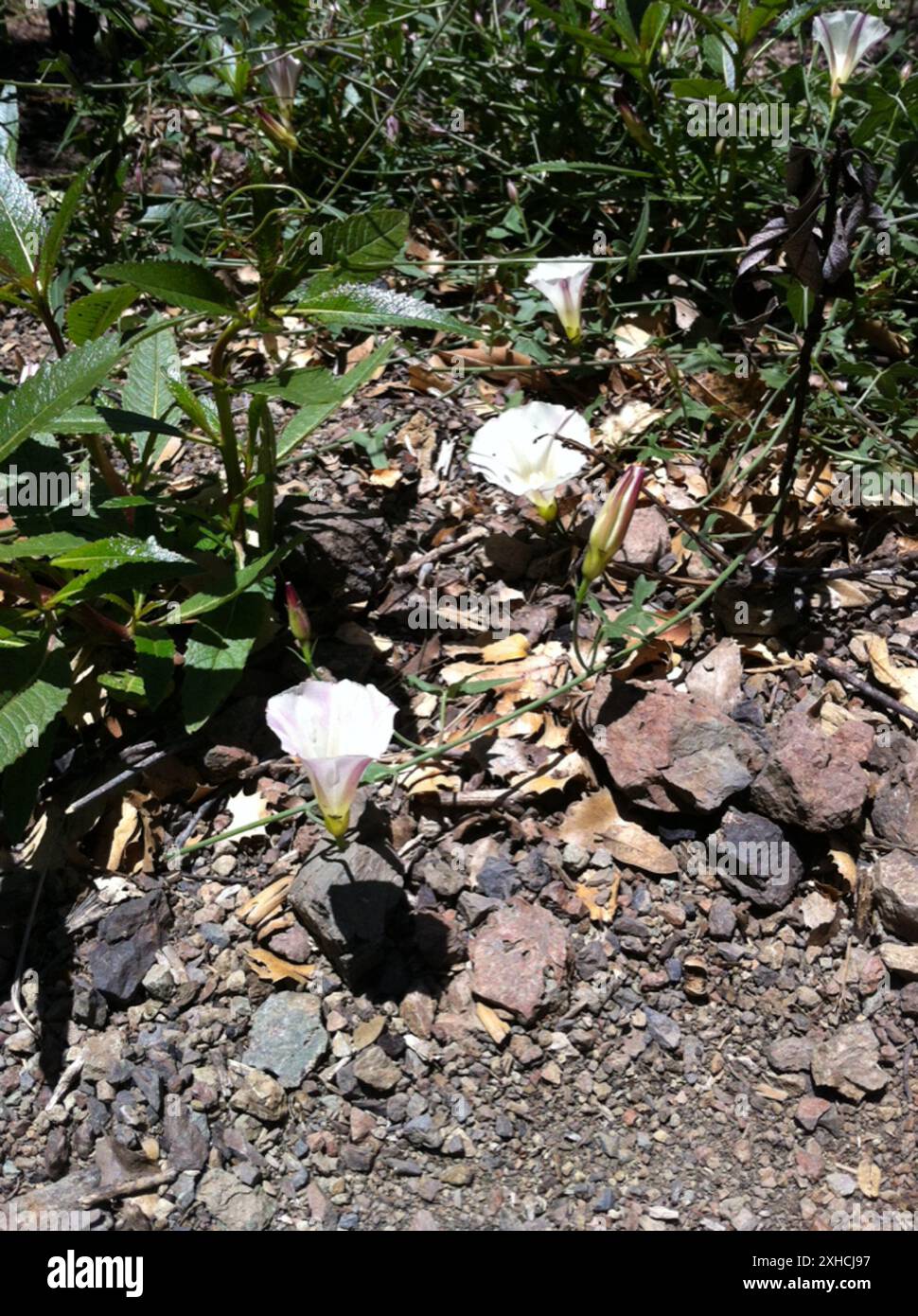Pacific False Bindweed (Calystegia purpurata) Mount Diablo State Park ...