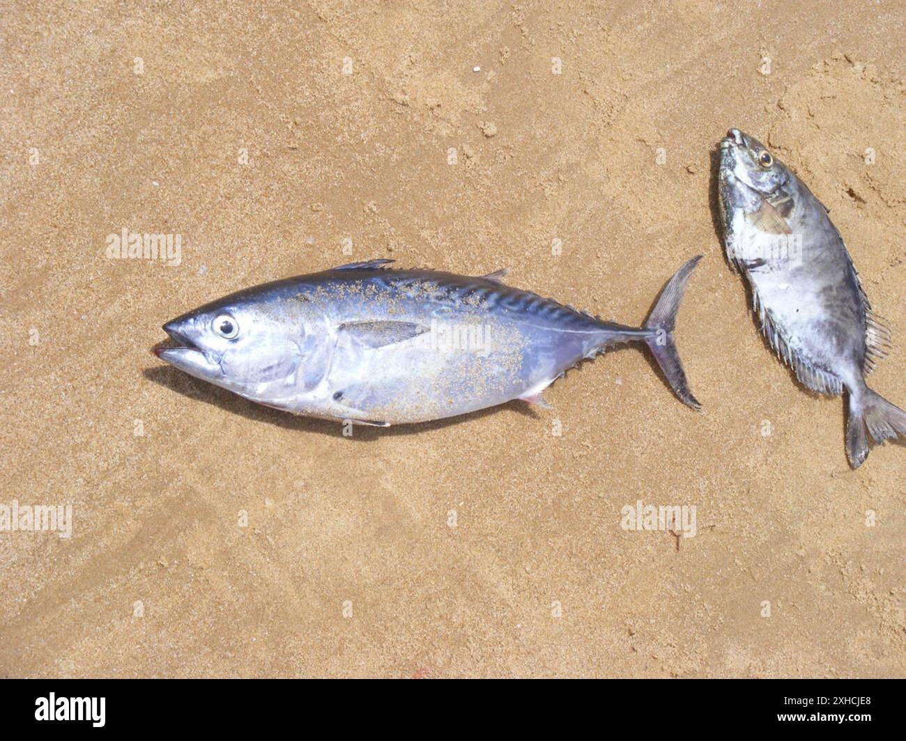 Mackerel Tuna (Euthynnus affinis) Lighthouse - Island Rock Road ...