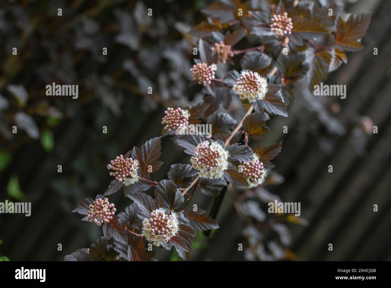 Flowering devil's bush (Physocarpus opulifolius) in the garden Stock ...