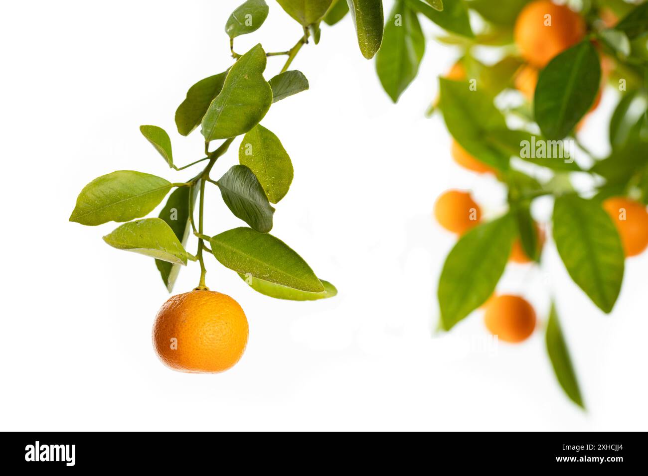 Tangerine sapling hi-res stock photography and images - Alamy