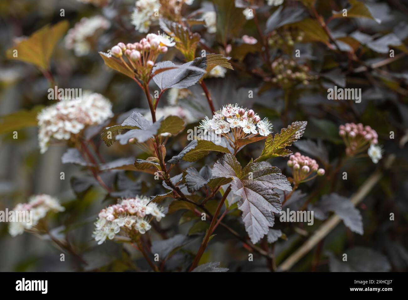 Flowering devil's bush (Physocarpus opulifolius) in the garden Stock ...