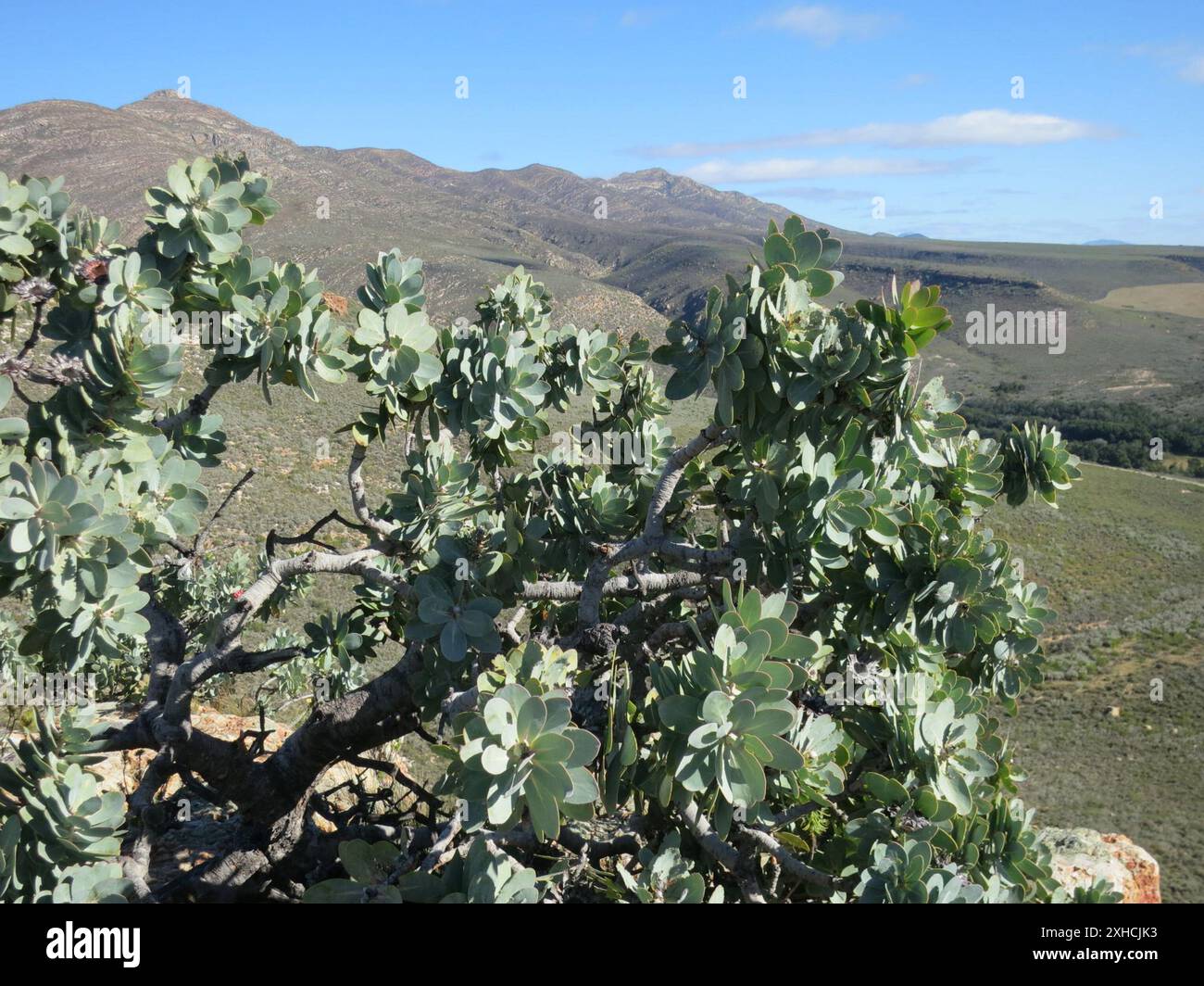 Perdepoort hi-res stock photography and images - Alamy