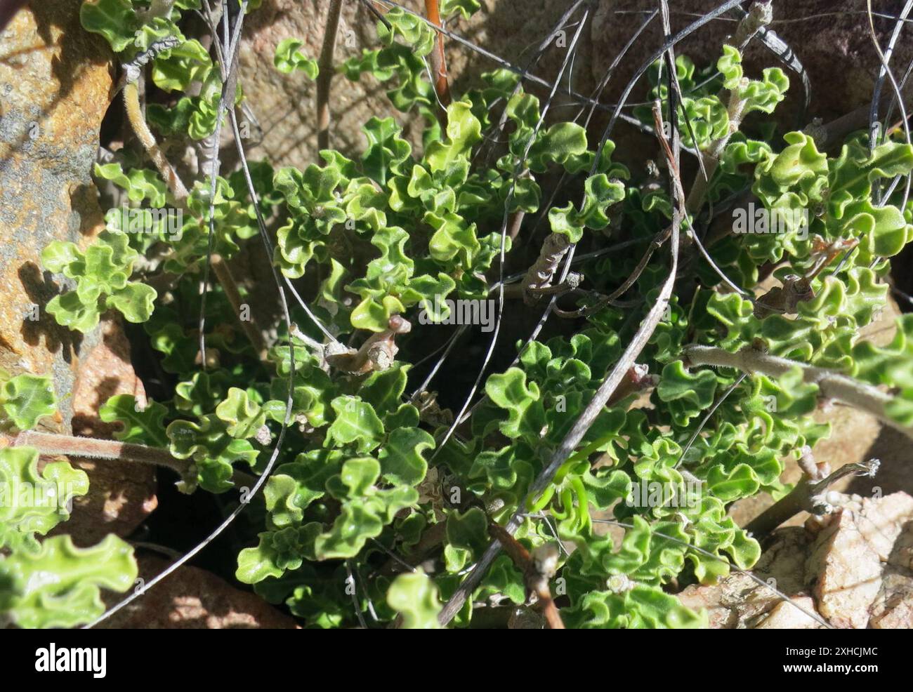 Cape Kambro (Fockea capensis) Perdepoort West in the northern foothills ...