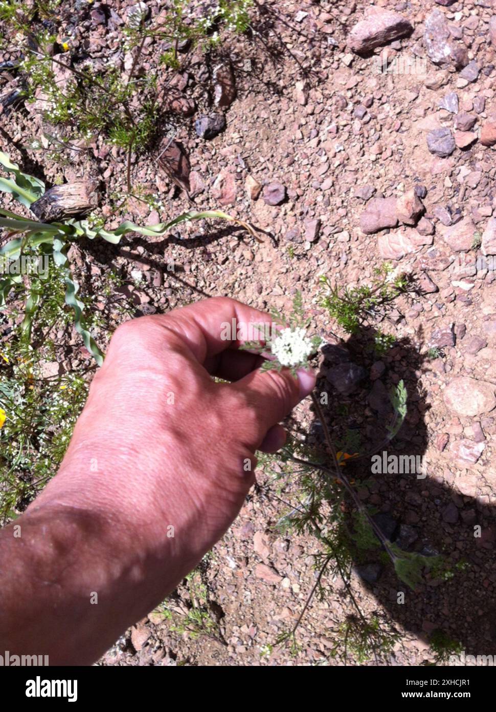 American wild carrot (Daucus pusillus) Mount Diablo State Park, Clayton ...