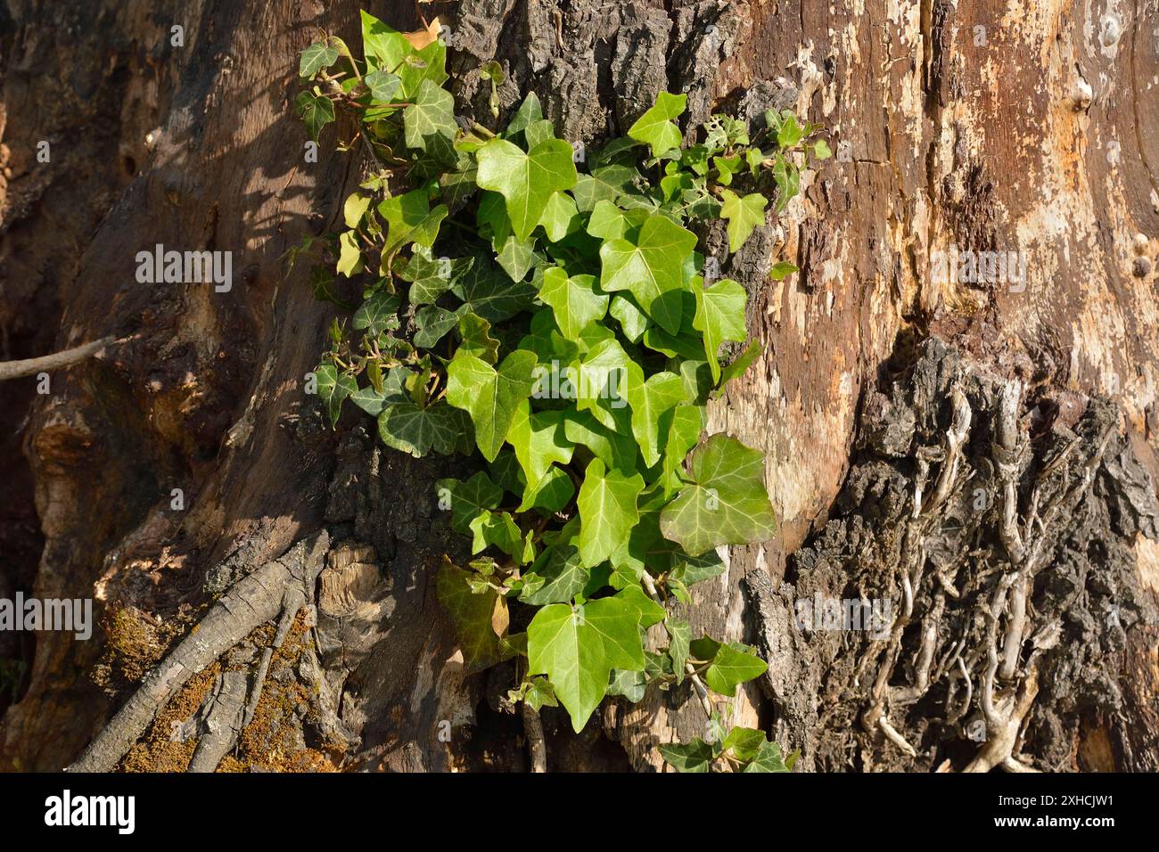 Hedera helix, the common ivy, English ivy on a tree in the forest ...
