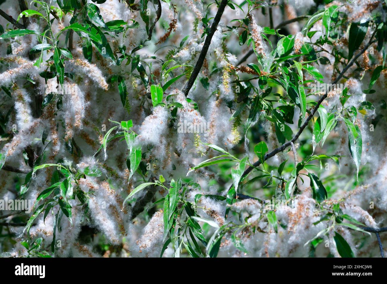 Salix caprea, known as goat willow. Willow catkins with seeds of a sal ...