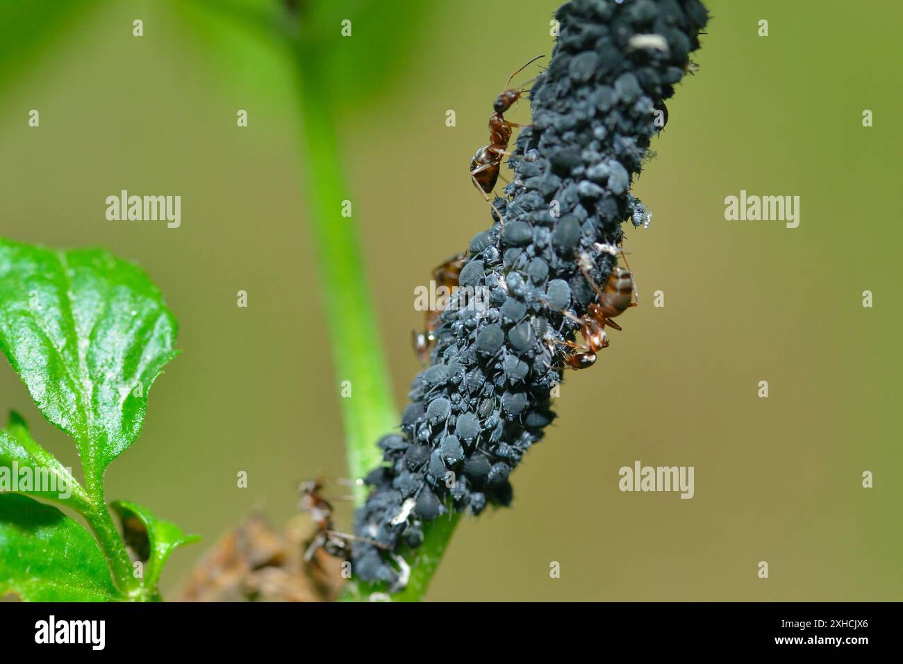Aphids on a plant in the garden with ants. Aphids and ants on a leaf ...