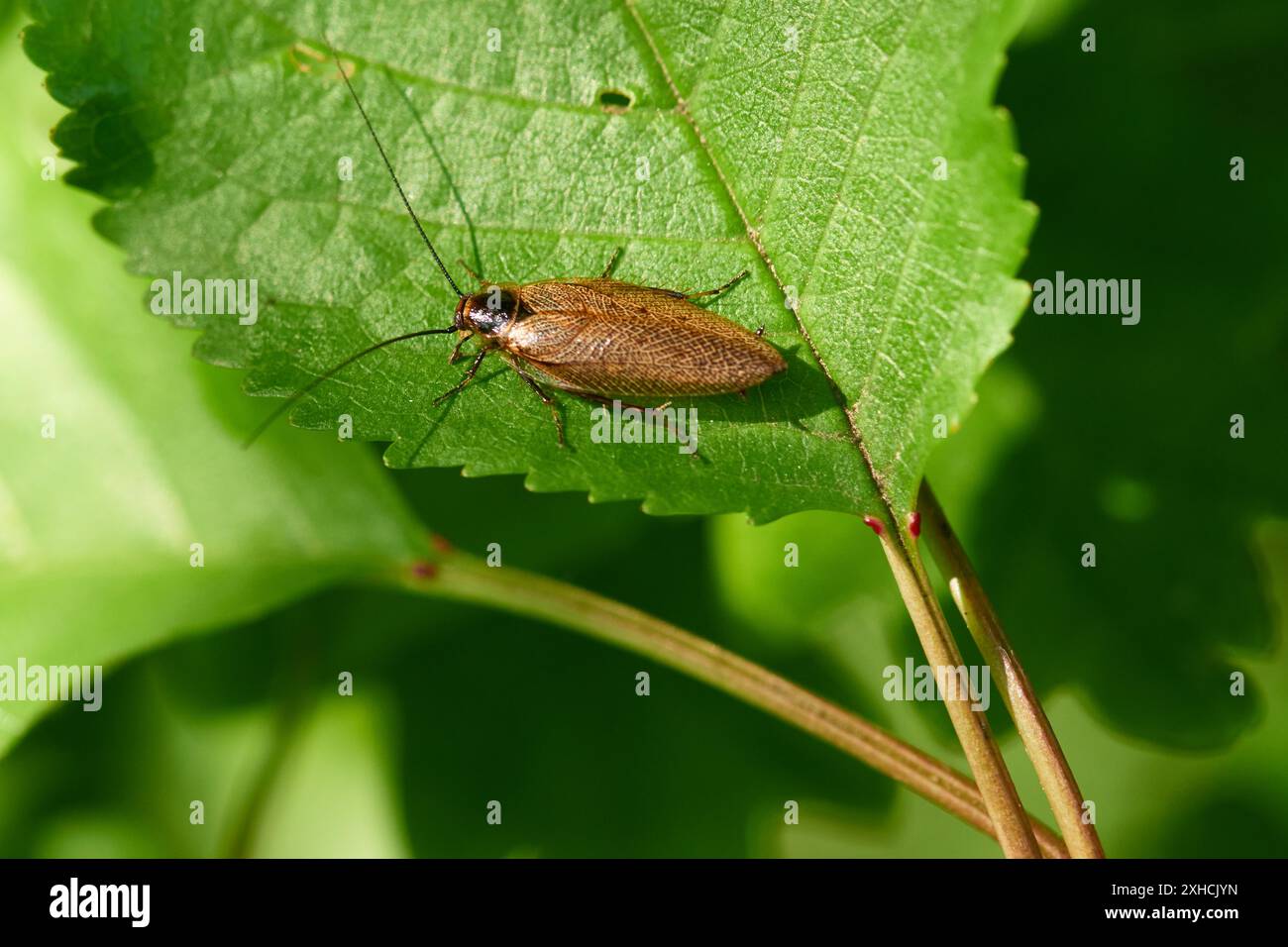 Cockroach Ectobius vittiventris sitting on a green leaf. Amber wood ...