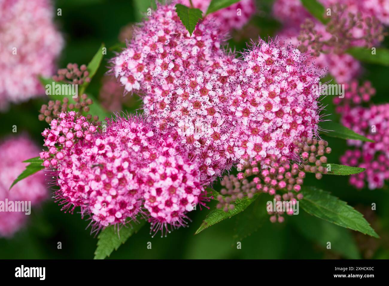 Japanese spirea (Spiraea japonica), Spiraea japonica in a garden Stock ...