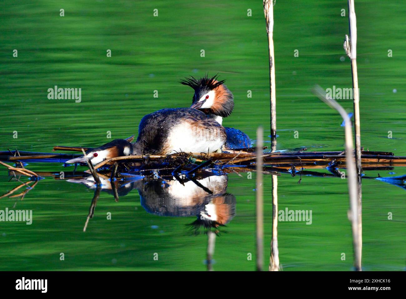 Great crested grebe mating in Upper Lusatia. Great crested grebe ...