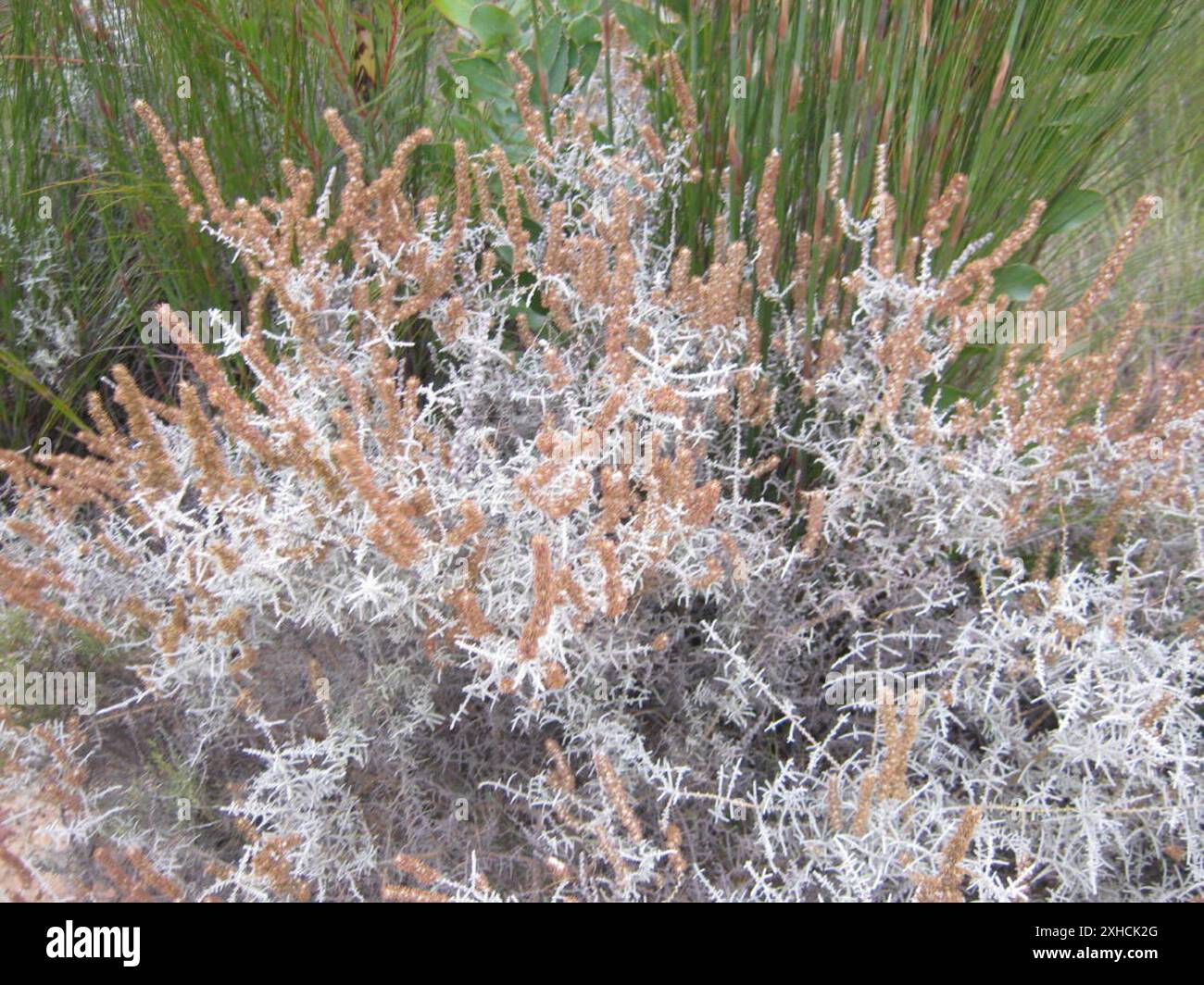 Platberg hi-res stock photography and images - Alamy