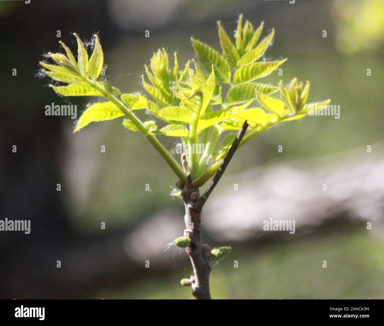 northern California black walnut (Juglans hindsii) California, US Stock ...