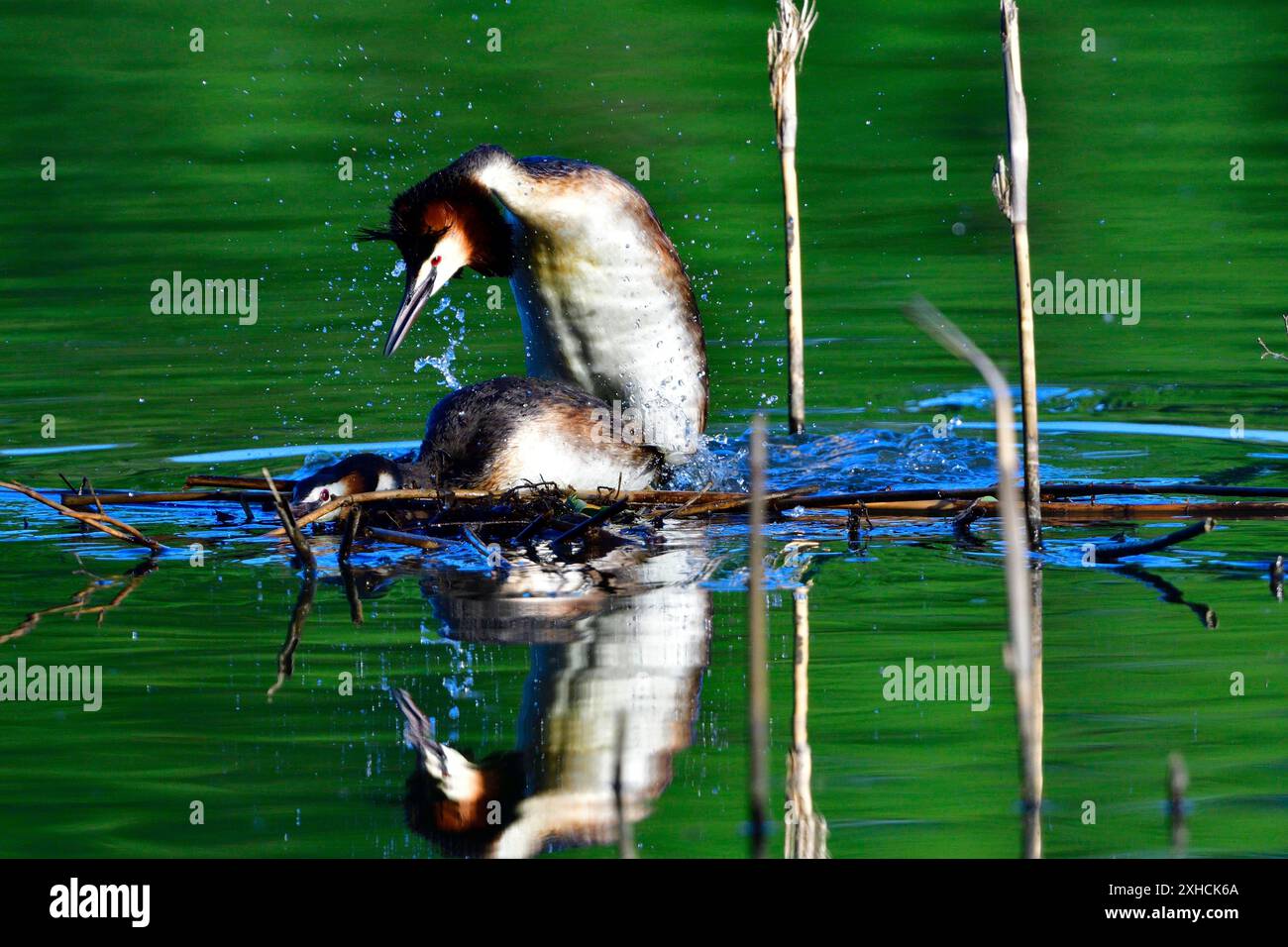 Great crested grebe displaying during mating ritual. Great crested ...
