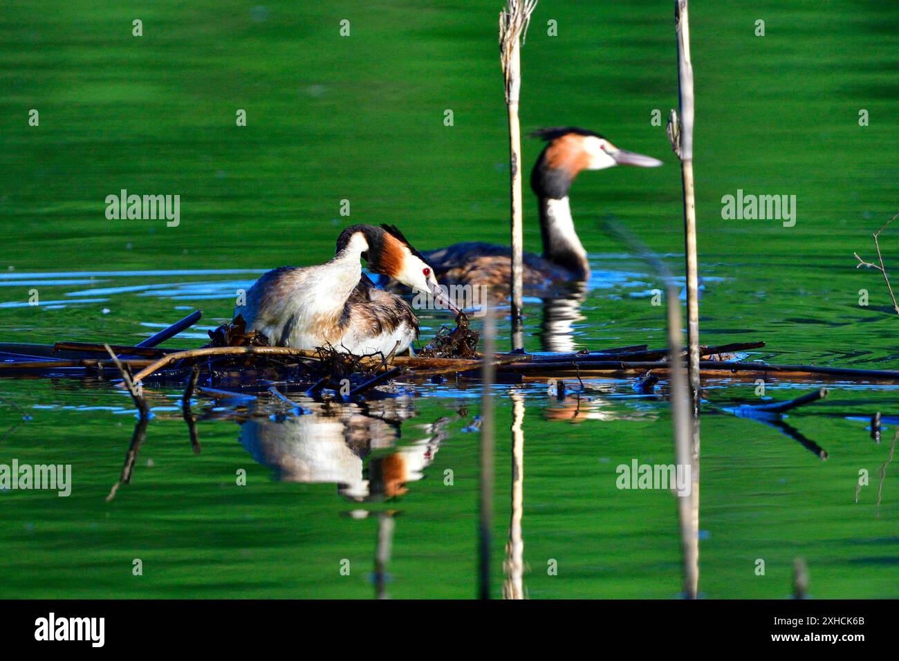 Great crested grebe mating in Upper Lusatia. Great crested grebe ...