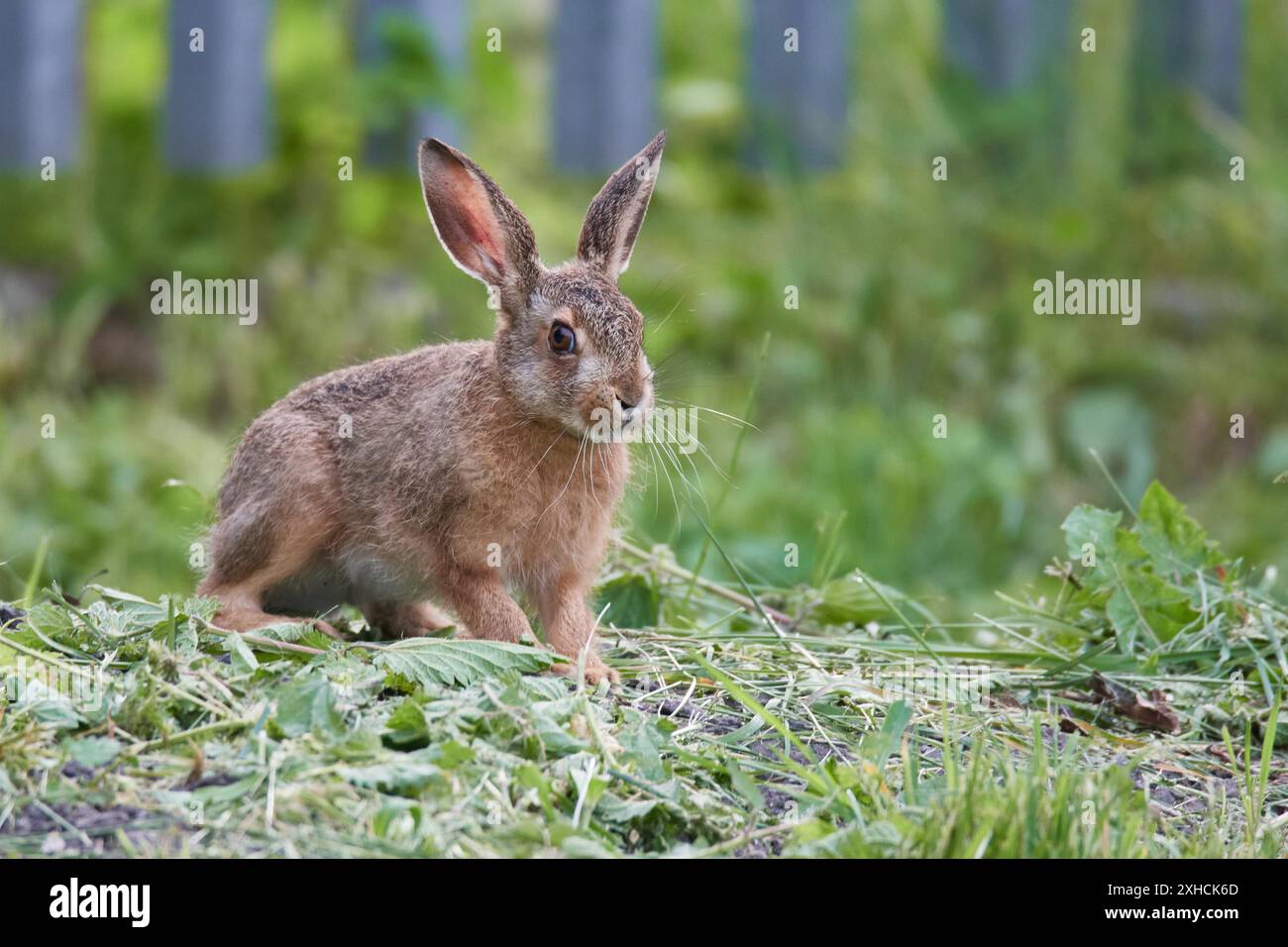 European rabbit (Oryctolagus cuniculus) in Czech republic in summer ...