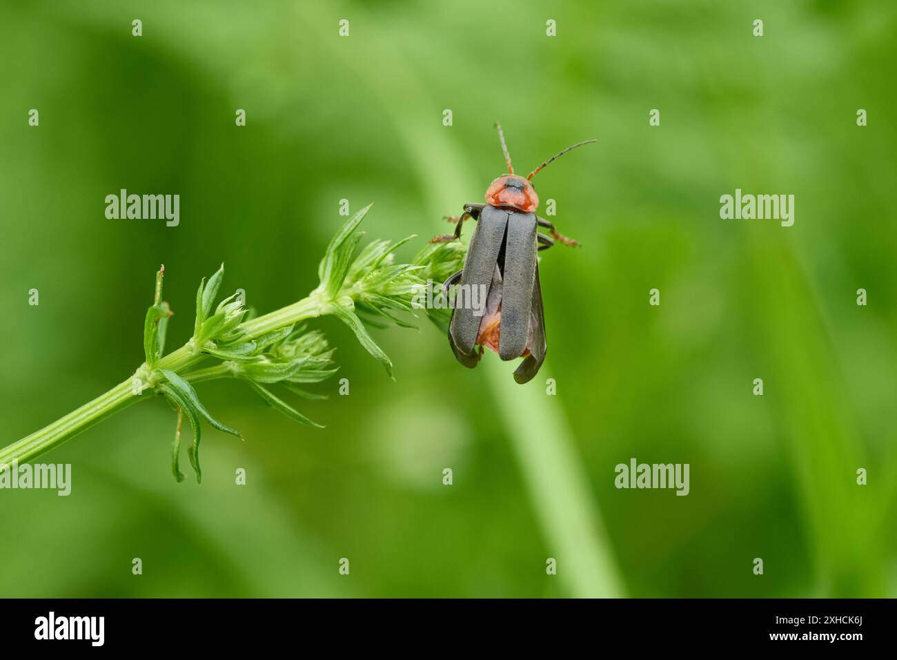 Cantharis fusca on a meadow. soldier beetle (Cantharis fusca Stock ...
