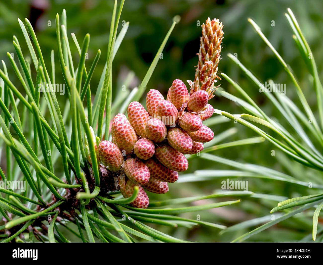 Developing pine cones hi-res stock photography and images - Alamy