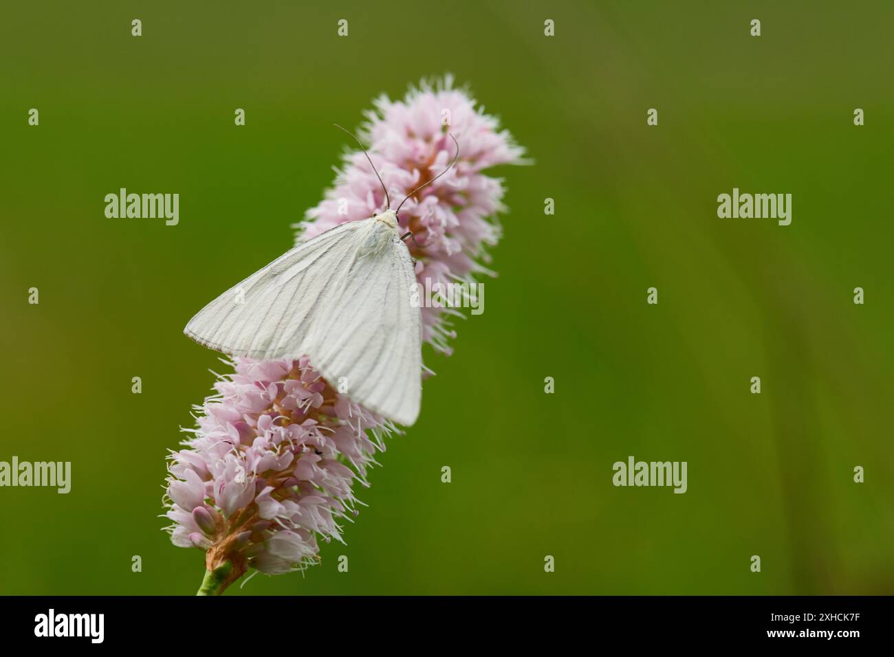 Black-veined moth (Siona lineata) on meadowfoam. Black-veined moth on a ...
