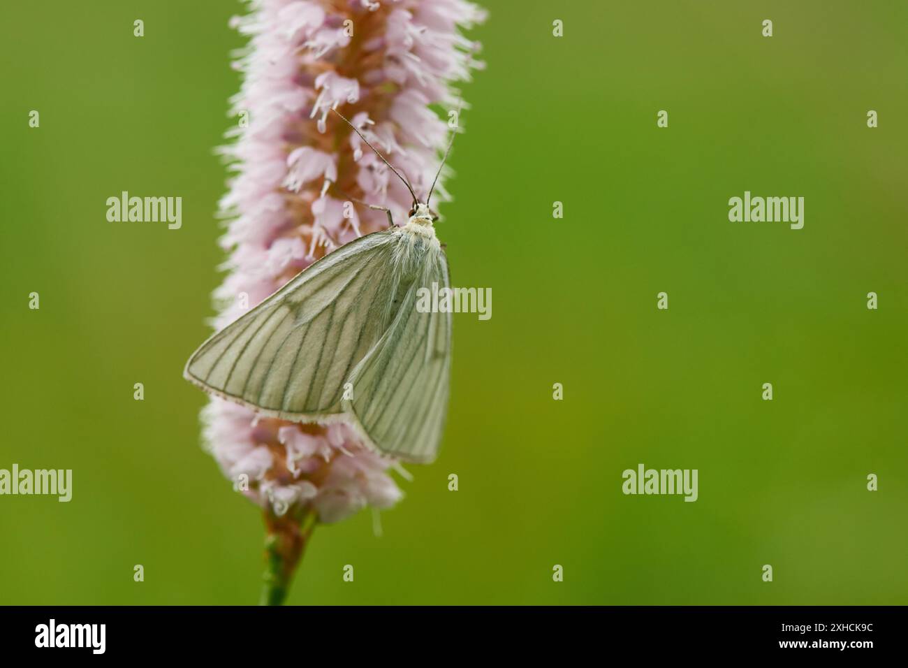 Hard hay moth on snake-knotweed in a meadow. Siona lineata, the black ...