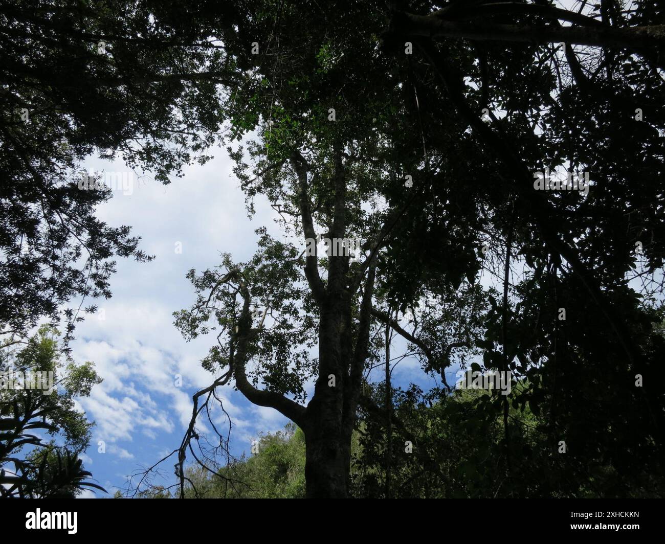 Common Cape Holly (Ilex mitis mitis) Strawberry Hill fern Trail Stock ...