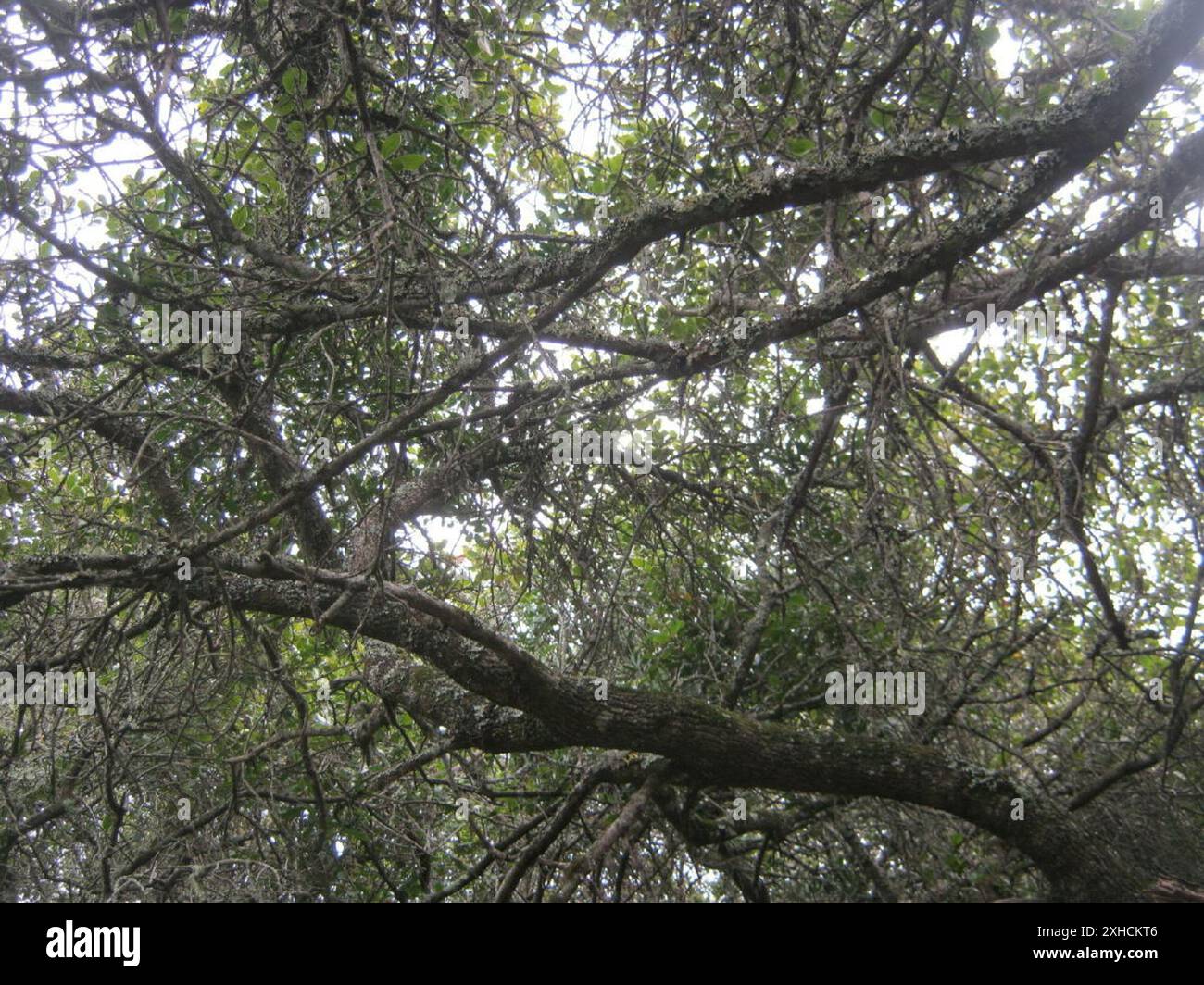 Southern White Milkwood (Sideroxylon inerme inerme) Goukamma Nature ...