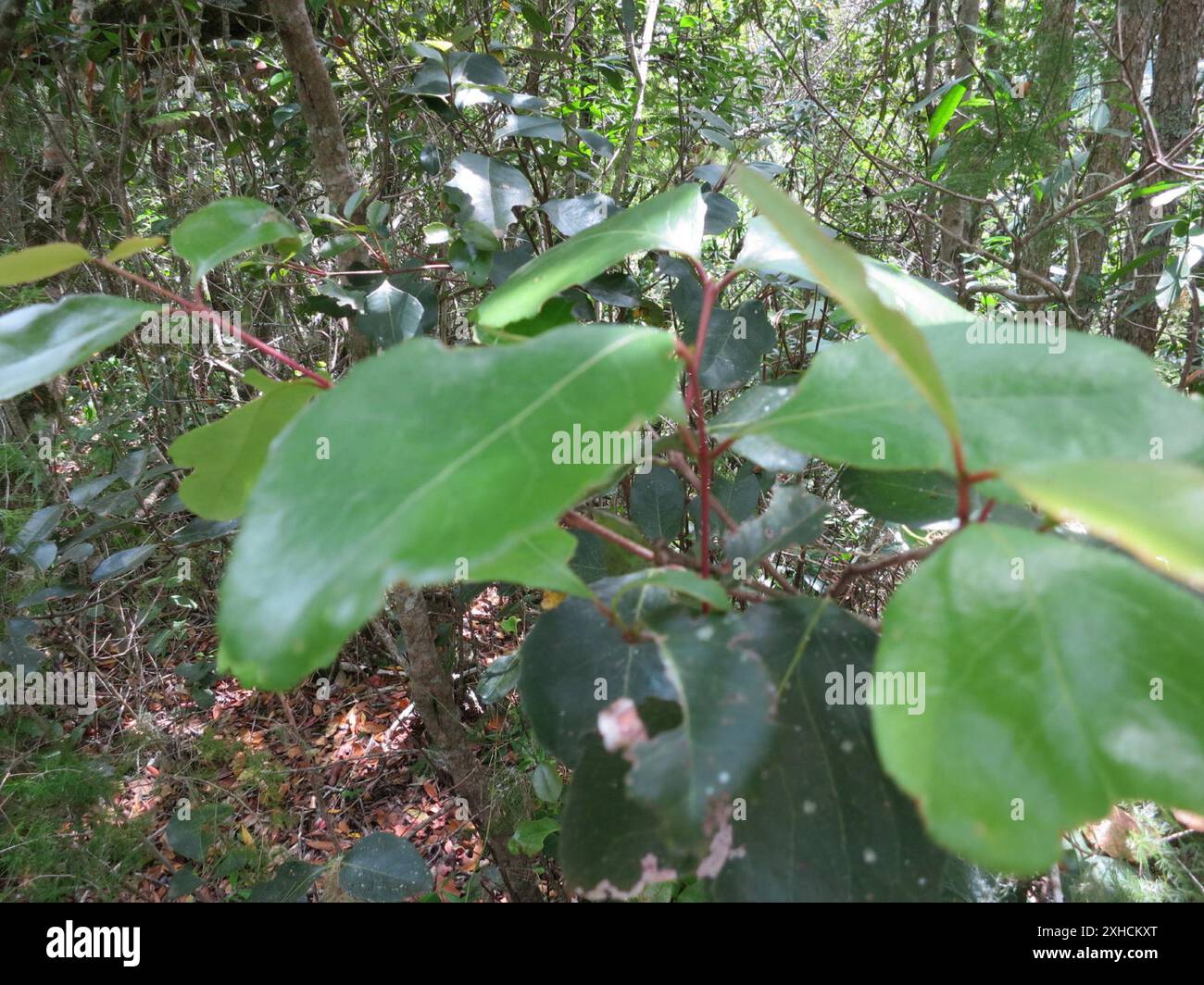 Peragua hi-res stock photography and images - Alamy