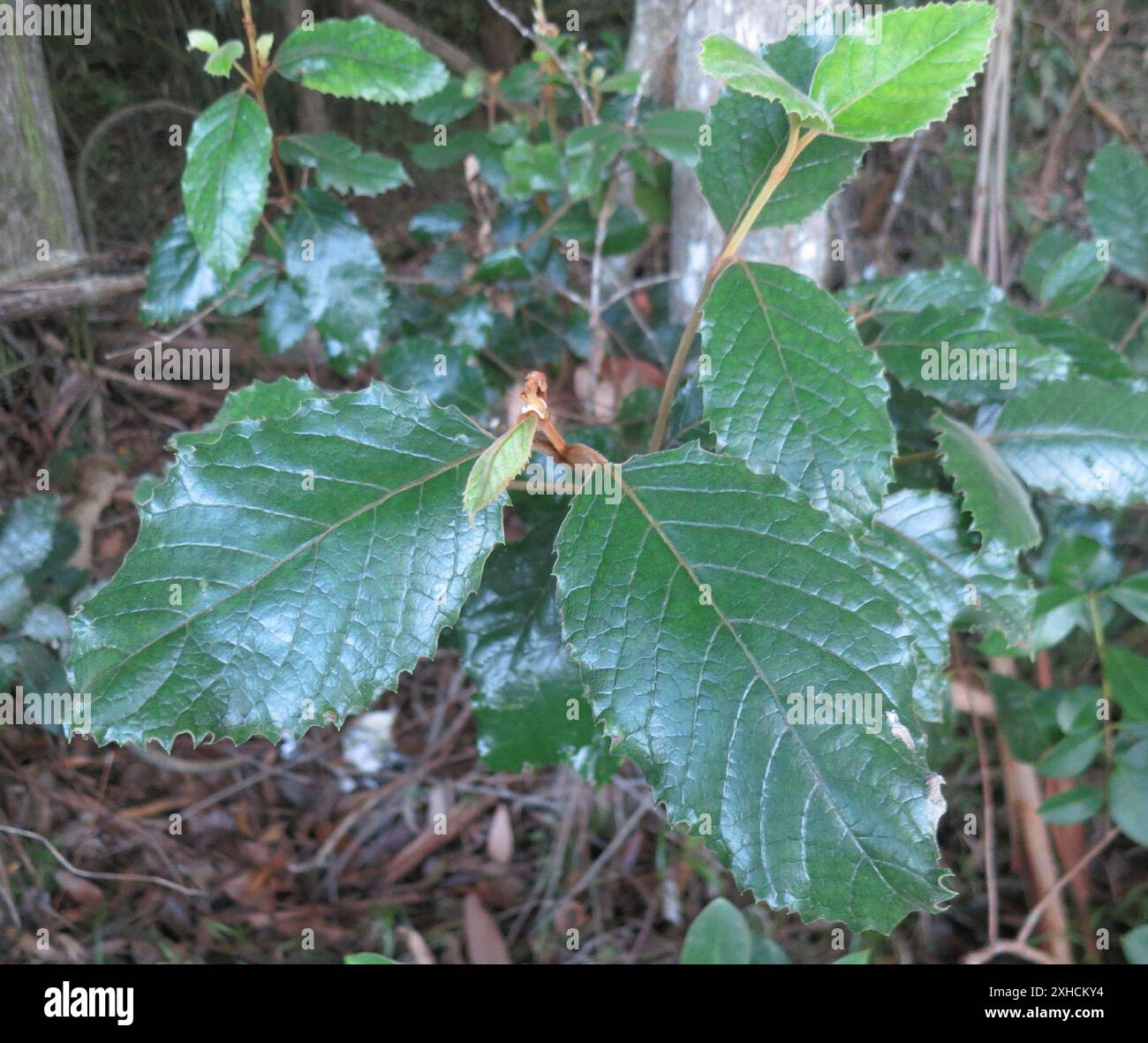 Assegai tree hi-res stock photography and images - Alamy
