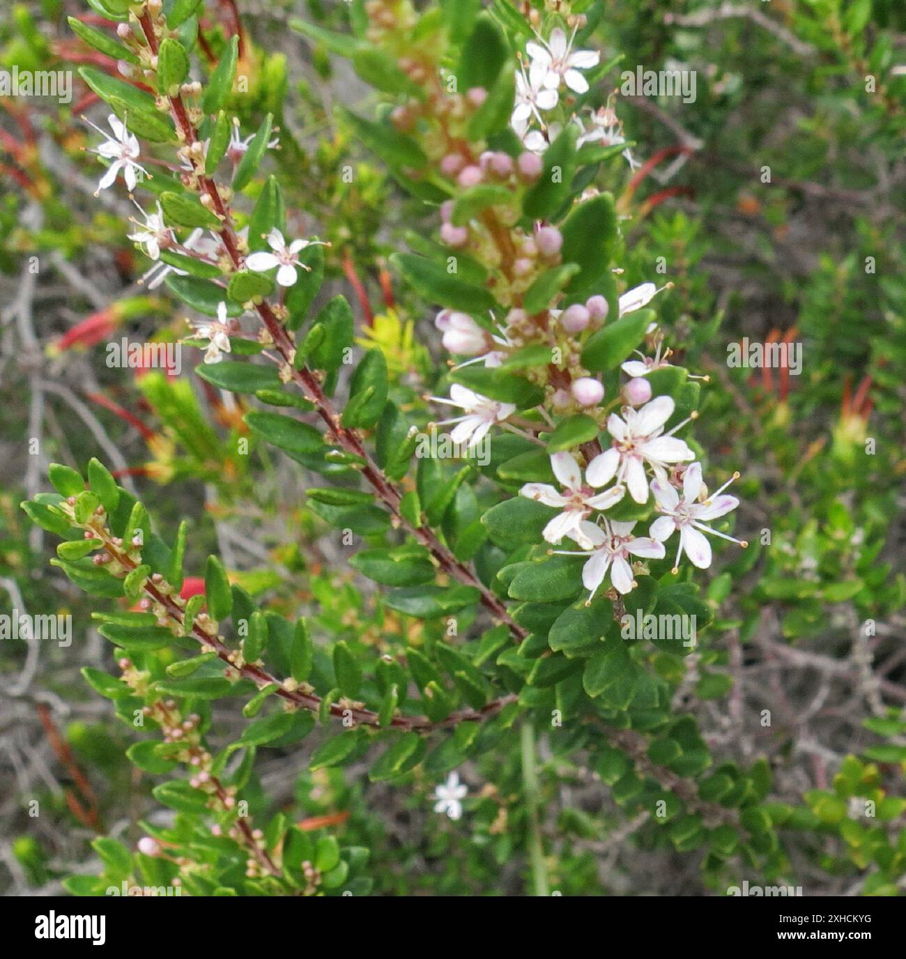 False Buchu (Agathosma ovata) Kranshoek Stock Photo - Alamy