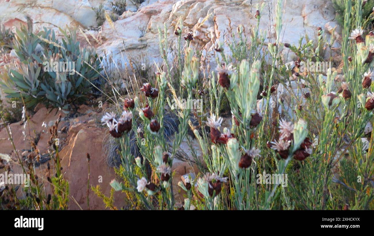 Ladismith Sceptre (Paranomus centaureoides) Besemfontein in the Groot ...