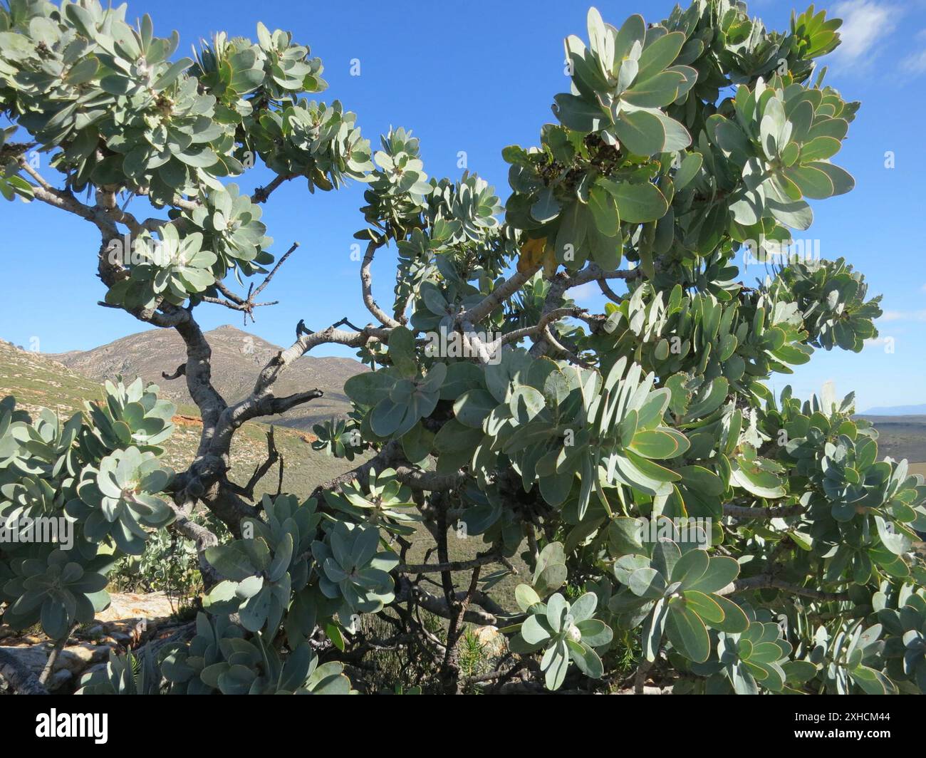 Perdepoort hi-res stock photography and images - Alamy