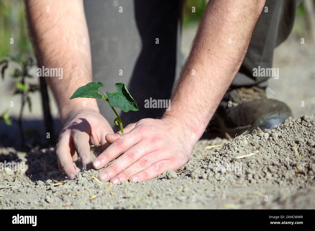 Male hands planting seed hi-res stock photography and images - Alamy