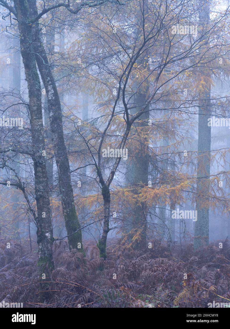 Mixed woodland at Mortimer Forest, Ludlow, Shropshire, UK Stock Photo ...