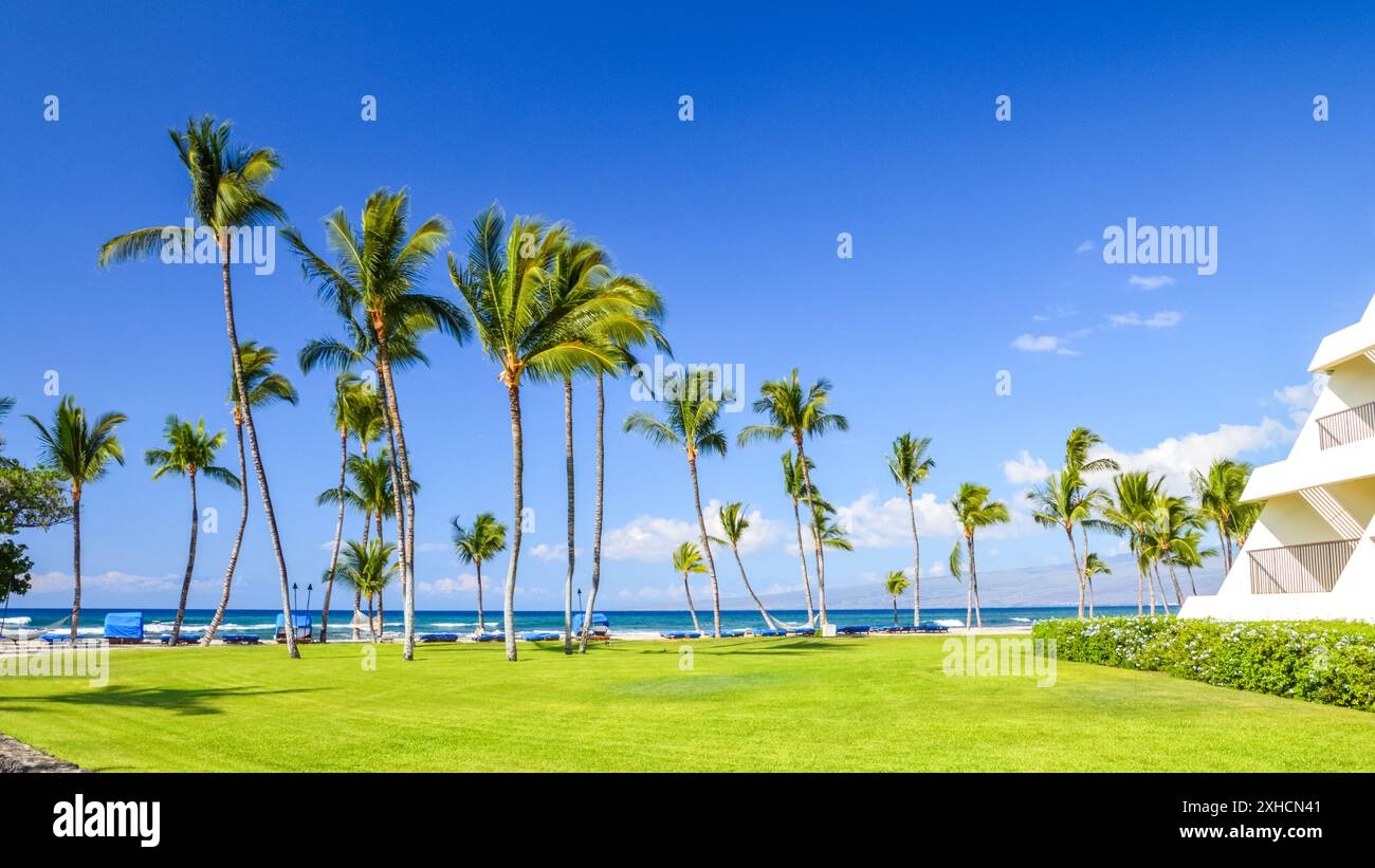 Dreamlike beach palm trees hi-res stock photography and images - Alamy
