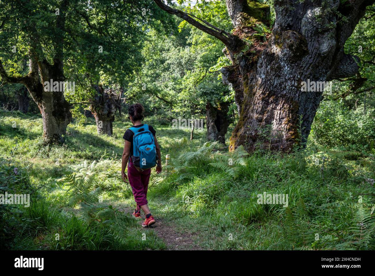 Green route, forest of the Centennial Oaks, Munain and Okariz, Alava ...
