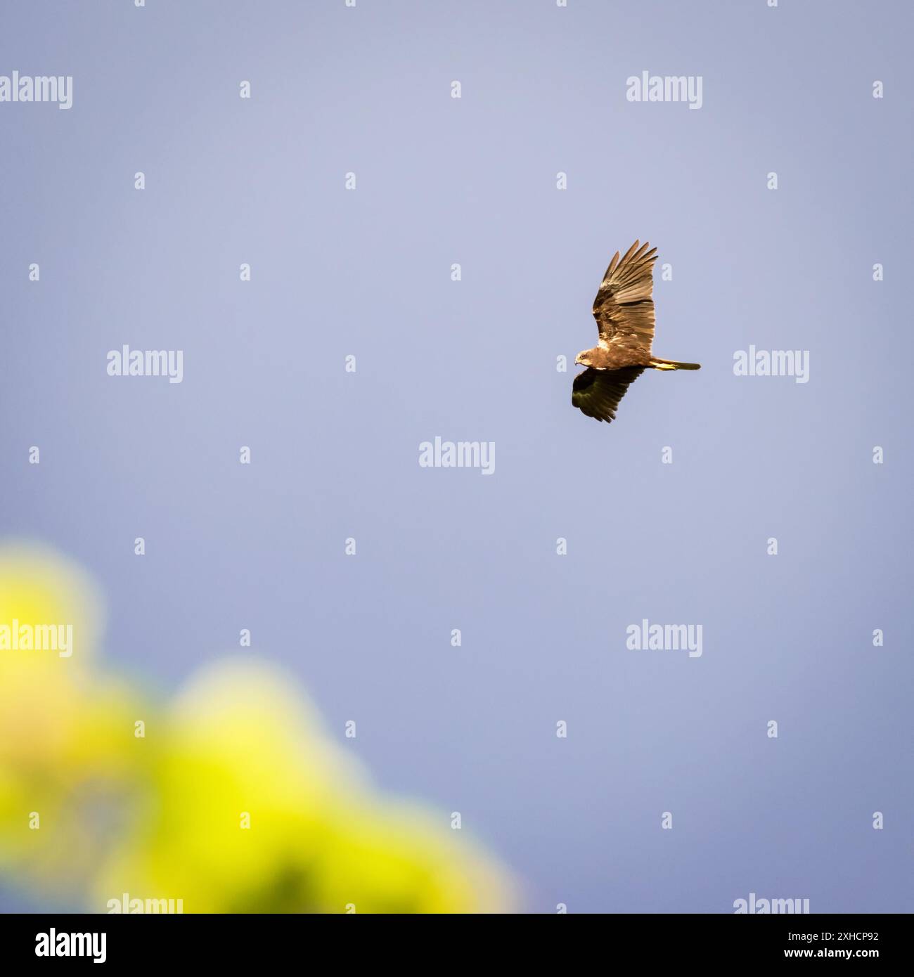 Sparrow hawk flying hi-res stock photography and images - Alamy